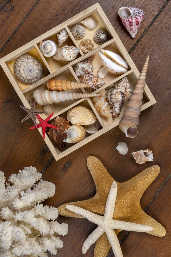 Seashell Collection stock photo. Image of starfish, shell - 245376532
