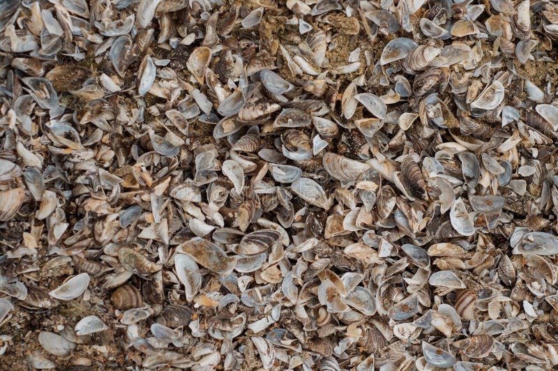 Seashell Collection. Small Seashells on the Beach Stock Photo - Image ...