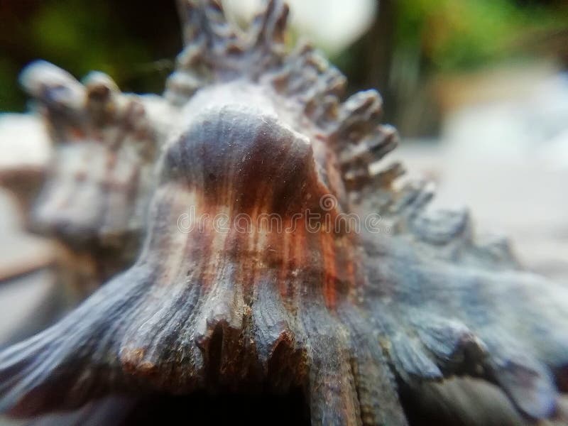 Seashell stock photo. Image of macro, shell, zoom, seashell - 132638908