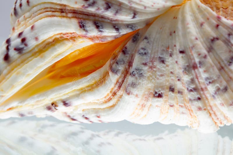 Seashell Colors and Texture Stock Photo - Image of nature, texture ...
