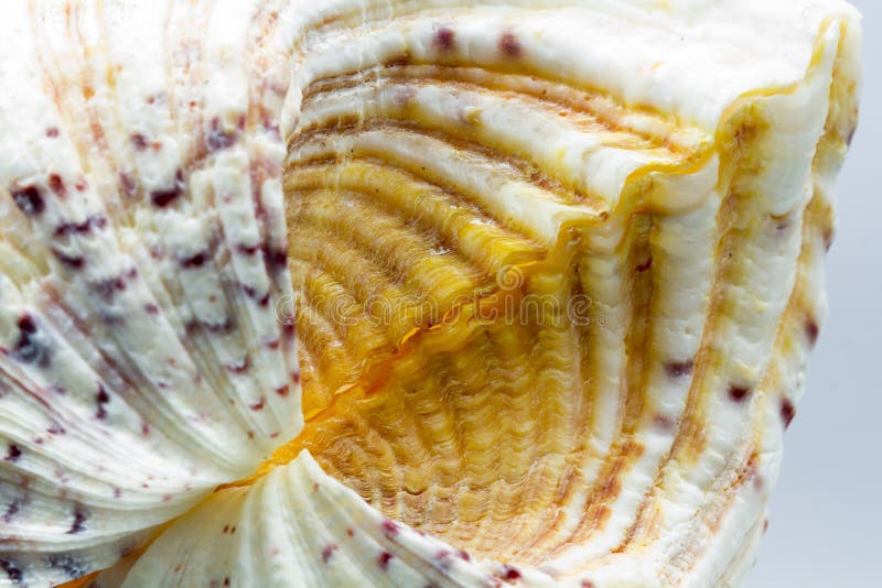 Seashell Colors and Texture Stock Photo - Image of nature, texture ...