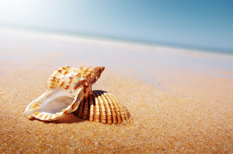 Seashell and Conch stock image. Image of relaxation, climate - 31188453