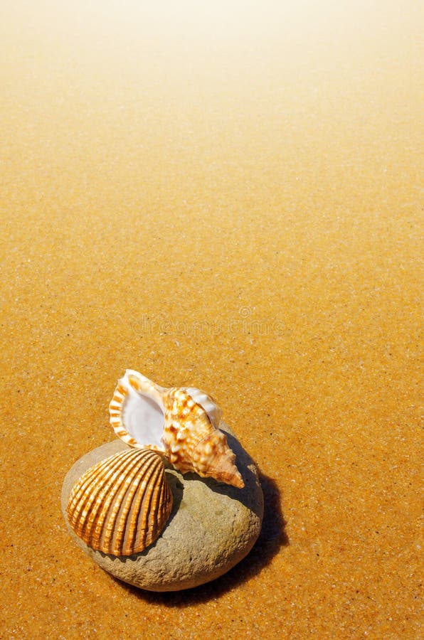 Seashell and Conch stock image. Image of object, nature - 31545223