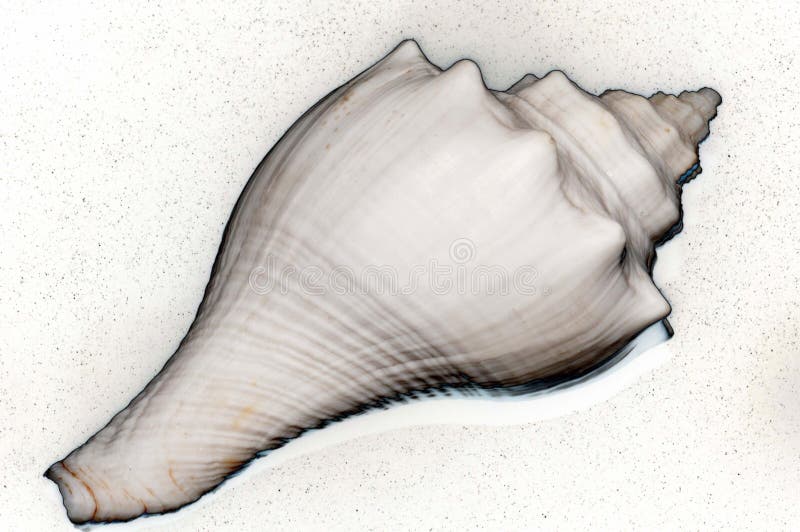 Seashell Conch stock image. Image of horizontal, white - 339460933