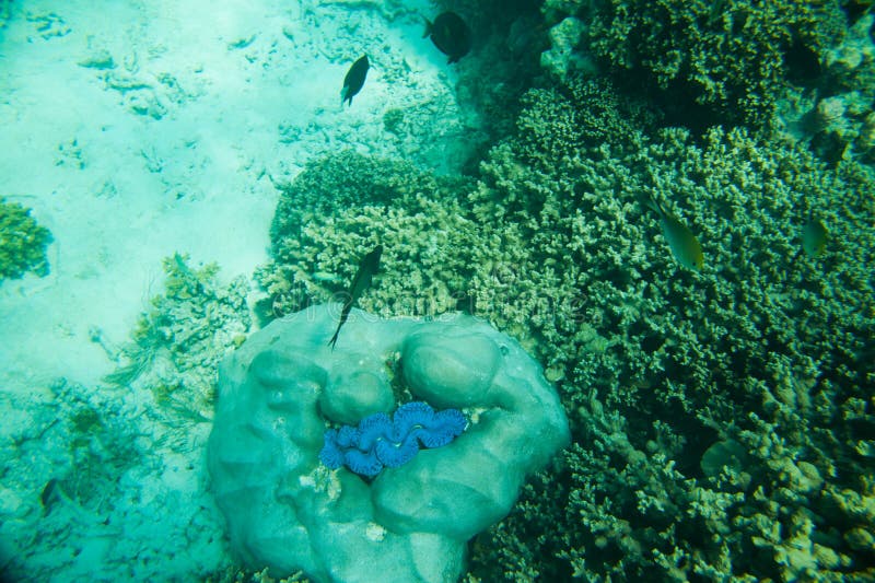 Seashell and coral reef stock photo. Image of beautiful - 45241038