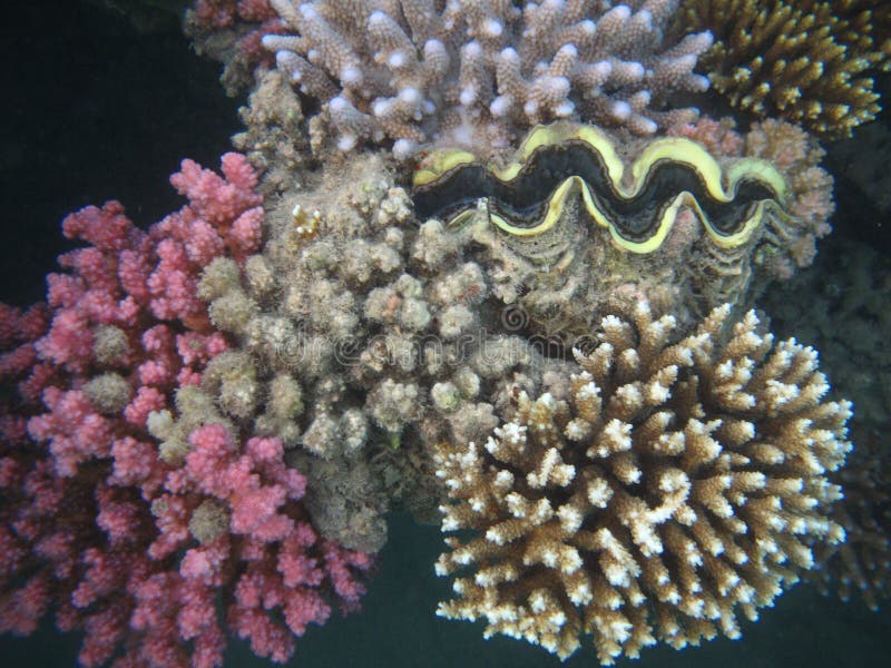 Seashell and Corals of Red Sea Stock Photo - Image of tropical, alam ...
