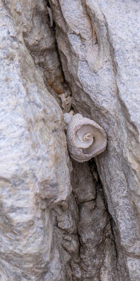 A Seashell in a Crack in the Rocks Stock Image - Image of grip, book ...