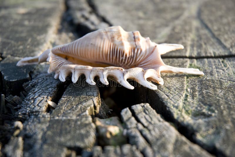 Seashell on cracked wood stock photo. Image of artistic - 13470174