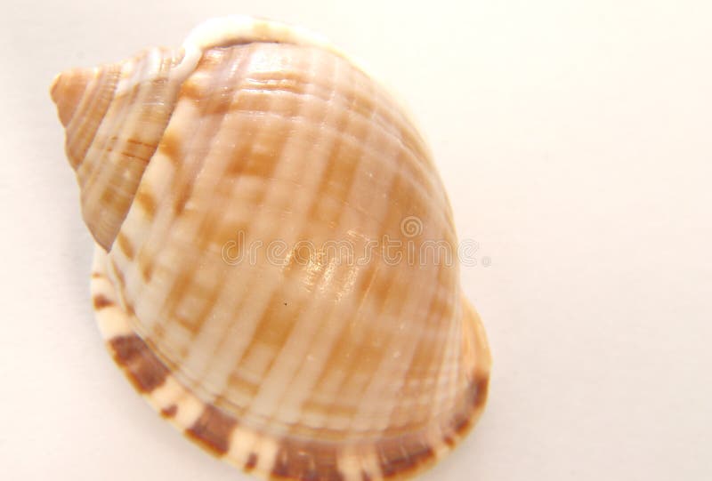 Seashell on Cream and Yellow Background Expressions about Nature Stock ...