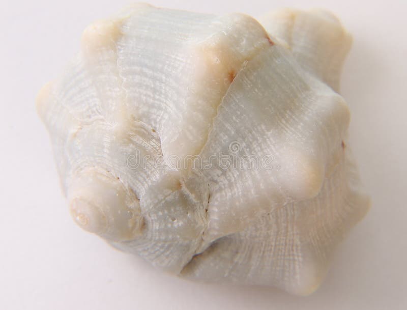 Seashell on Cream and Yellow Background Expressions about Nature Stock ...