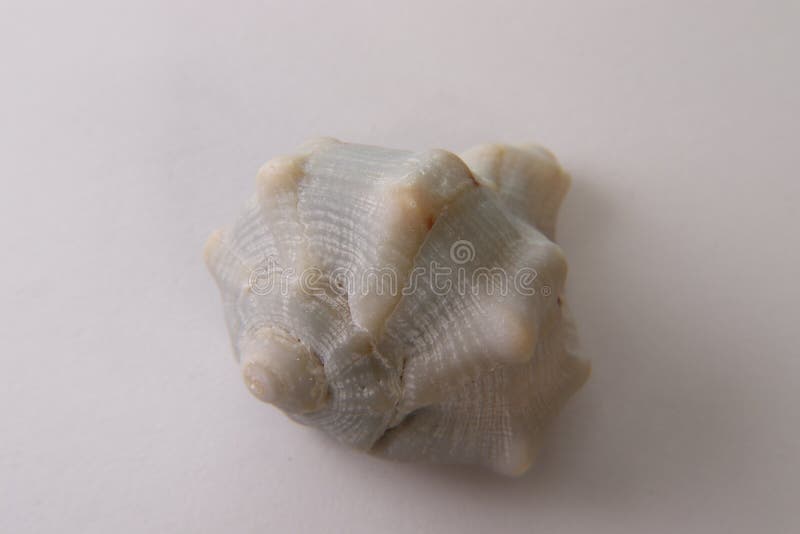 Seashell on Cream and Yellow Background Expressions about Nature Stock ...