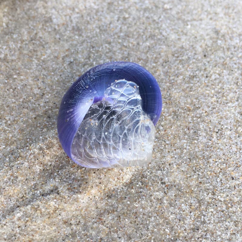 Seashell stock image. Image of purple, amazing, beach - 98266895