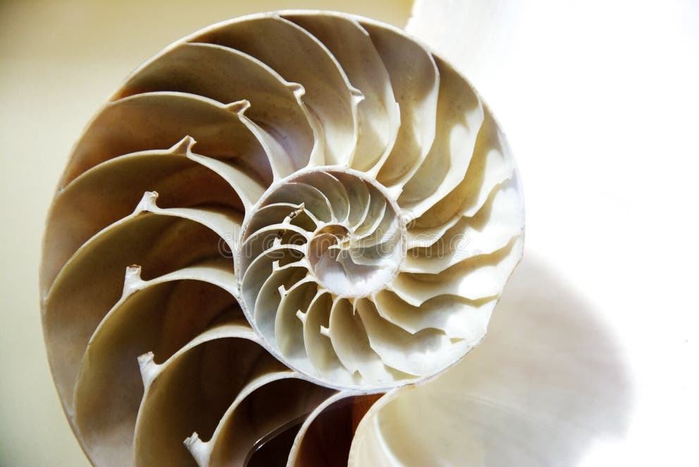 Seashell cut open stock image. Image of closeup, person - 48114703