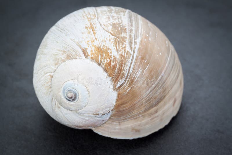 Seashell. stock photo. Image of shellfish, aquatic, nature - 31183296