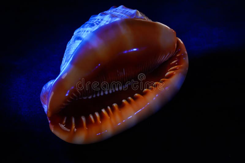 Seashell in the Dark with Blue Backlight Stock Photo - Image of nature ...