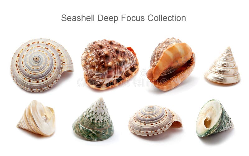 Seashell Deep Focus Collection Stock Image - Image of shells, shell ...