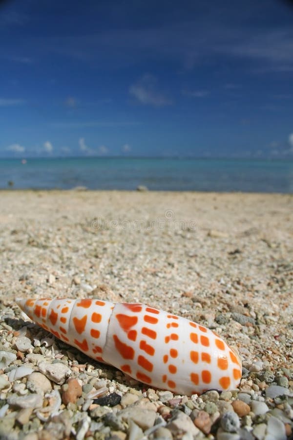 Seashell Della Spiaggia Del Guam Immagine Stock - Immagine di coperture ...