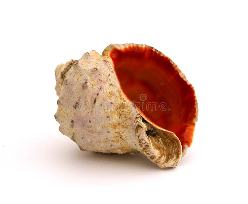 Seashel collection stock image. Image of seashore, beauty - 4485677