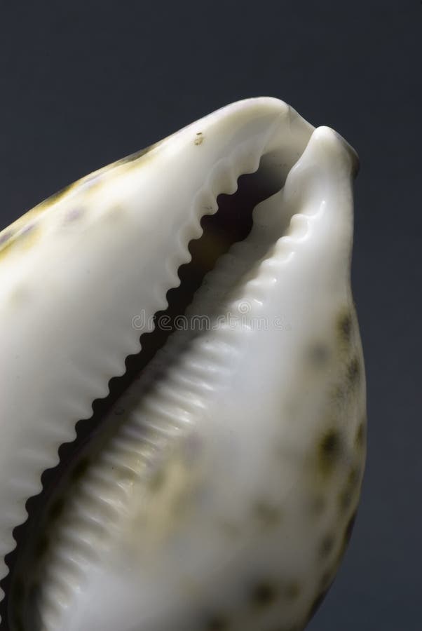 Seashell detail stock image. Image of nature, tilted, animal - 7191101