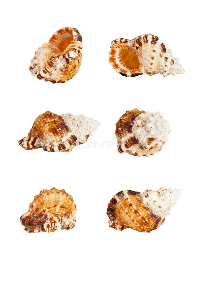 Seashell Different Angles Stock Photos - Free & Royalty-Free Stock ...