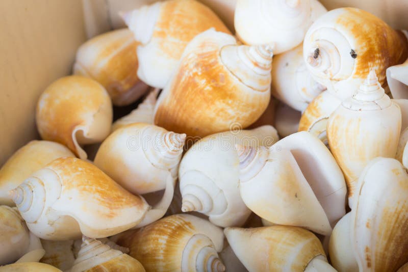 Seashell Dried stock image. Image of nature, shell, mobile - 43075879