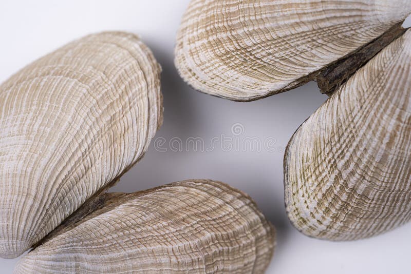 Seashell, Empty Shell of Small Creature Having Hard. Shells Macro Shoot ...