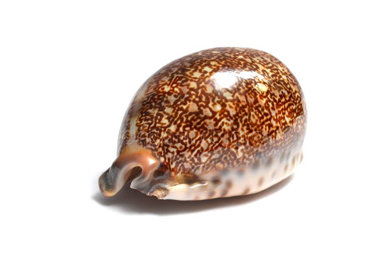 Seashell En El Fondo Blanco Foto de archivo - Imagen de punto, forma ...