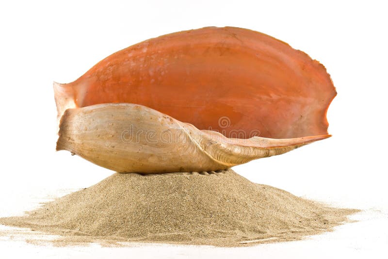 Seashell en la arena foto de archivo. Imagen de vida - 20596536