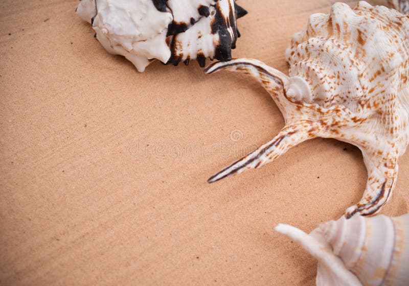 Seashell en la arena foto de archivo. Imagen de frontera - 22955596