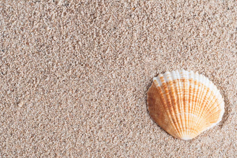 Seashell en la arena foto de archivo. Imagen de rotura - 29087532