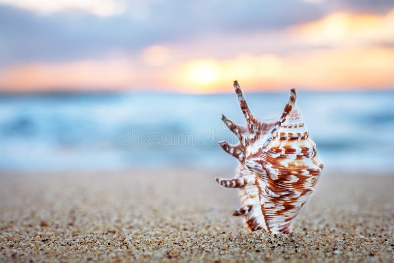 Seashell En La Arena De La Playa Imagen de archivo - Imagen de ...