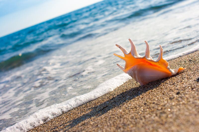 Seashell En La Arena De La Playa Imagen de archivo - Imagen de ...