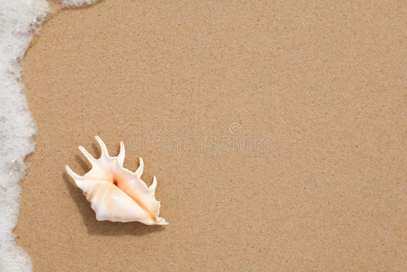 Seashell En La Arena De La Playa Imagen de archivo - Imagen de ...