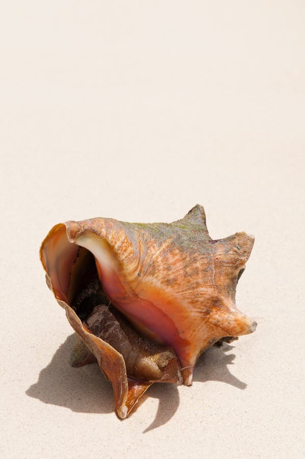 Seashell en la playa imagen de archivo. Imagen de caracol - 24269249