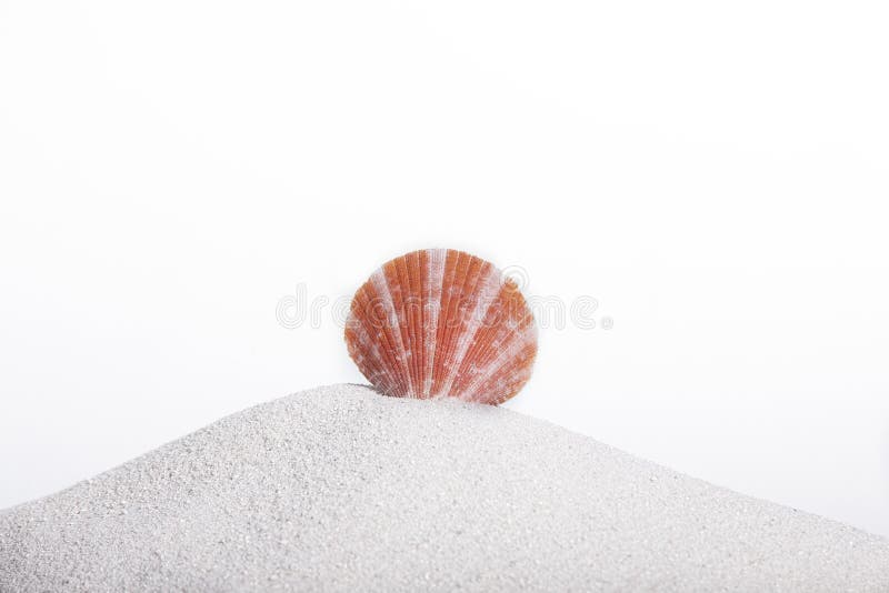 Seashell En La Arena De La Playa Imagen de archivo - Imagen de ...