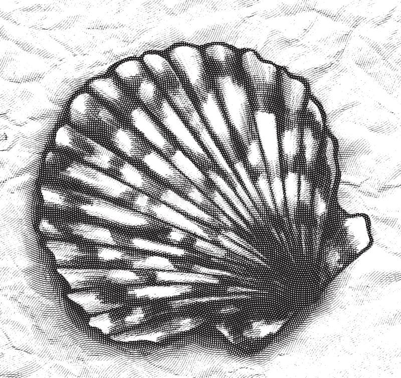 Spiky Sea Shell Pencil Sketch Stock Illustration - Illustration of ...