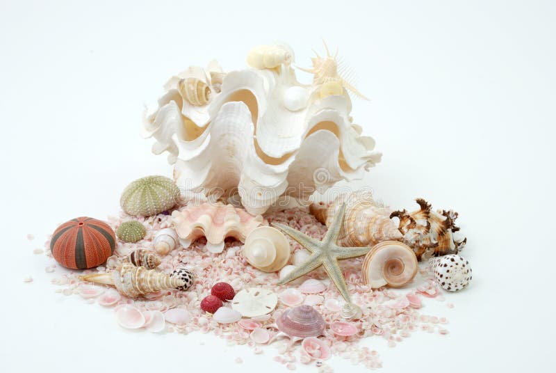 Seashell explosion stock image. Image of decor, shapes - 9178239
