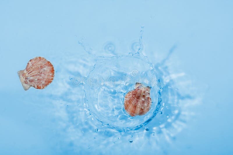 Seashell Fall into Sea Water Stock Photo - Image of wallpaper, beach ...