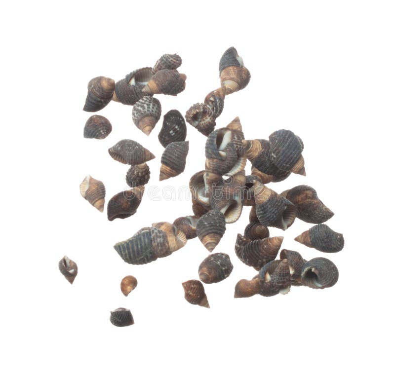 Seashell Fall Splashing in Air. Sea Shell Explosion Flying, Abstract ...