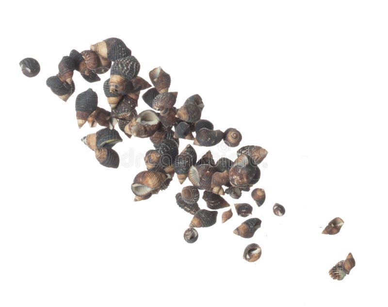 Seashell Fall Splashing in Air. Sea Shell Explosion Flying, Abstract ...