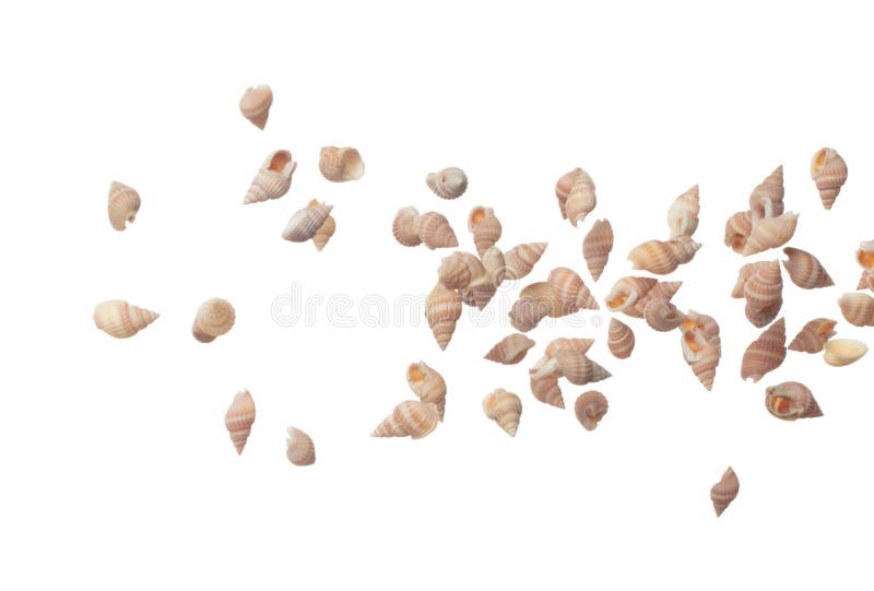 Seashell Fall Splashing in Air. Sea Shell Explosion Flying, Abstract ...