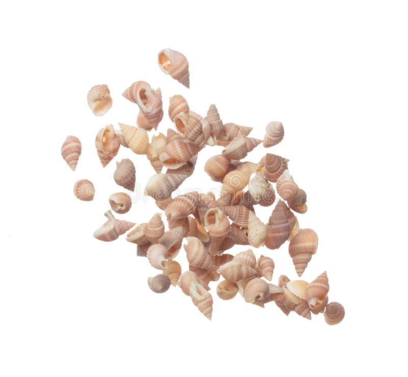 Seashell Fall Splashing in Air. Sea Shell Explosion Flying, Abstract ...