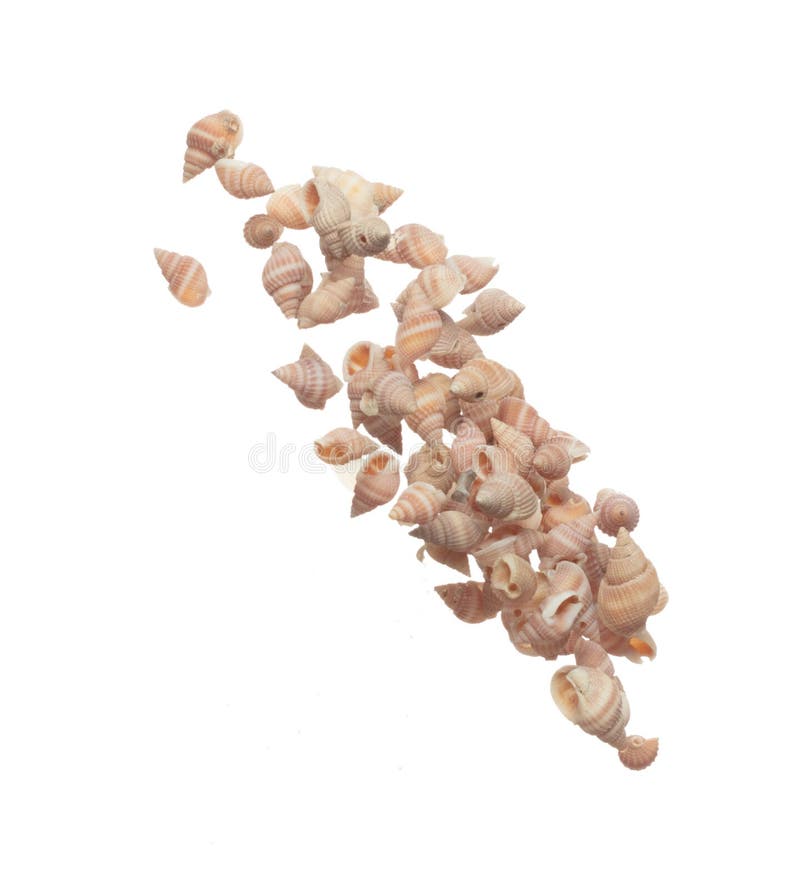 Seashell Fall Splashing in Air. Sea Shell Explosion Flying, Abstract ...