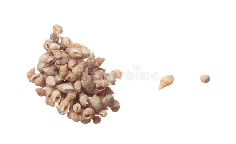 Seashell Fall Splashing in Air. Sea Shell Explosion Flying, Abstract ...