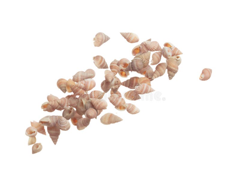 Seashell Fall Splashing in Air. Sea Shell Explosion Flying, Abstract ...
