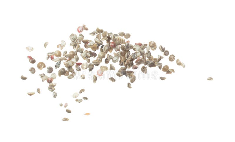 Seashell Fall Splashing in Air. Sea Shell Explosion Flying, Abstract ...
