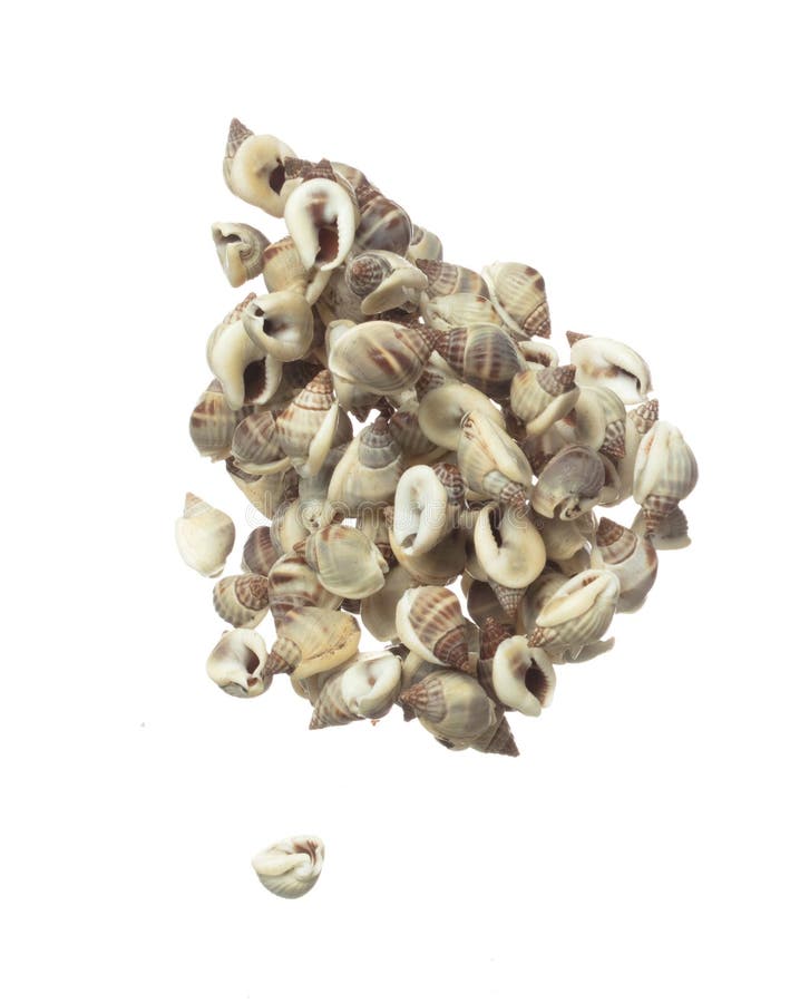 Seashell Fall Splashing in Air. Sea Shell Explosion Flying, Abstract ...