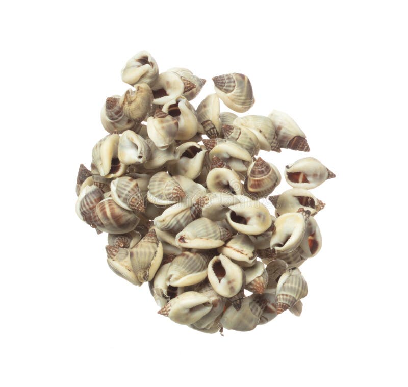 Seashell Fall Splashing in Air. Sea Shell Explosion Flying, Abstract ...