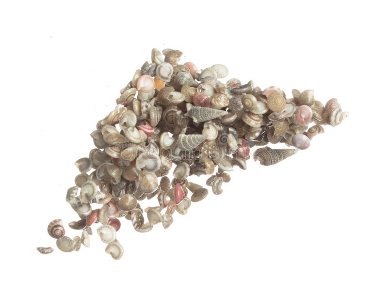 Seashell Fall Splashing in Air. Sea Shell Explosion Flying, Abstract ...