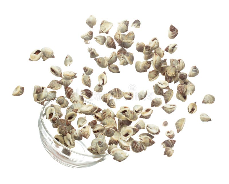 Seashell Fall Splashing in Air. Sea Shell Explosion Flying, Abstract ...